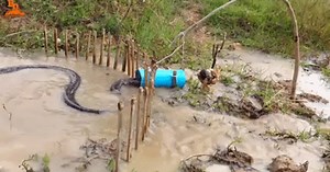 This "Giant" Snake Trap Is Cool, But There's More to It Than Meets the Eye