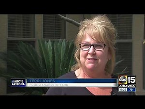 Family finds four rattlesnakes in their yard