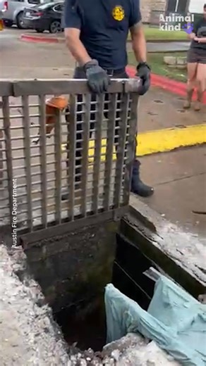 37K views · 1.1K reactions | The look on the puppy's face in the last one. 凉 #animalkind | USA TODAY | Facebook