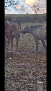 Hugo and seven found a random plastic bottle in the feild 🤷‍♀️ this full video is available for Supporters via https://www.facebook.com/becomesupporter/100044388131050/ Lots of extra to watch and every subscription really helps keep these guys fed and healthy 🥰 Also today we are going live for subscribers at about 3pm for a real time muck out and catch up xxx | No Verbal Filter