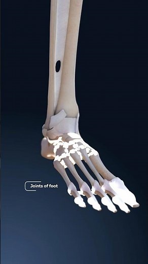 Joints of the foot in 3D - explore detailed anatomy with VOKA 3D Anatomy & Pathology