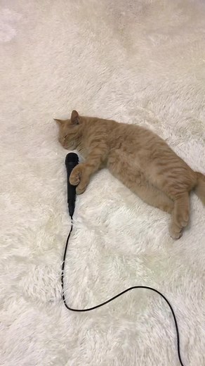 Hilarious Red Cat Video Compilation