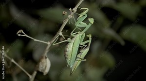 Mating Praying mantises. Paring mantises on a branch next to a clutch of Ootheca (egg mass). Close up of mantis insect