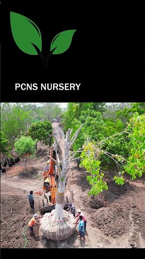 Translocation Is Our Passionate Work | PCNS Nursery