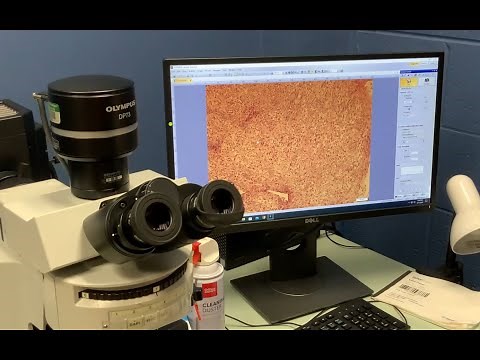 Olympus BX41 Microscope | MSU PHM/TOX Microscopy Core