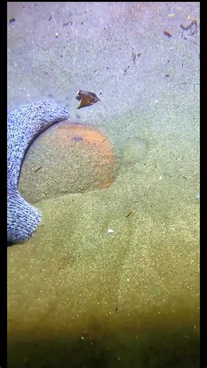 Sea snails are marine gastropod mollusks with a protective shell, and they can be herbivores, carnivores, or omnivores. #fypシ゚viralシfypシ゚ #fypreels #fyp #usa | Underwater Fishing life