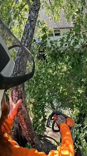 Robert tree cutting service 🌲 contact for best tree cutting service #roberttreecuttingservice #robert_climber #reels2023 #viralreels #homeservices #trendingreels #treelife #reels #chainsaw #treecare | Robert Climber