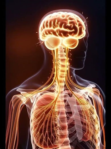 Explore the Dynamic Movement Inside Your Body | How Your Body Works #shorts #anatomy