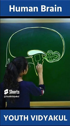 How To Draw The Human Brain Step By Step 🧠 Brain Drawing Easy #brain #drawing