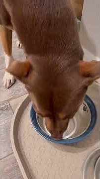 Zero-Waste Doggo — Phryne Licks It Cleaner Than a Dishwasher