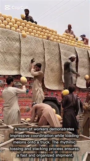 Efficient Melon Loading and Transport