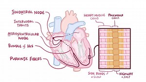 Video: Action potentials in pacemaker cells - Video Explanation! | Osmosis | Osmosis