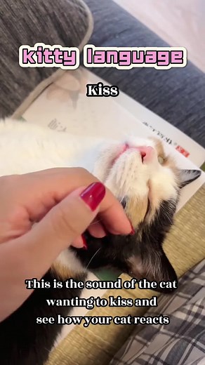 Cat Language: How to Say 'I Love You' and Get a Kiss from Your Cat