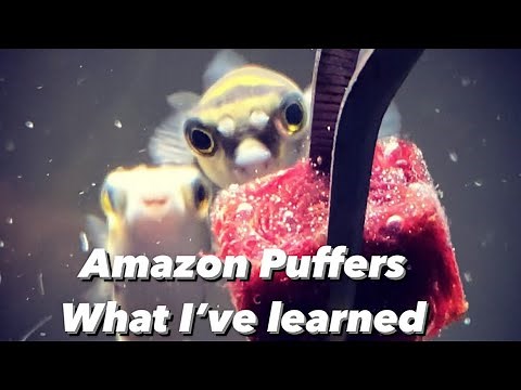 What I’ve Learned Keeping Amazon Puffer Fish For Two Years - Amazon Pufferfish Care Guide & Update