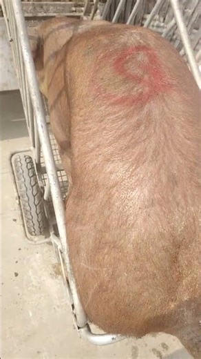 How to Safely Load Piglets Into a Truck Without Stress or Injury