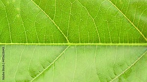 The dew accumulates and splash on a fresh green organic beautiful purity leaf isolated on background. Morning diffuse lighting. Macro mode.