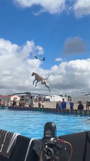 🚀 Incredible Dog Long Jump! 🐕💦