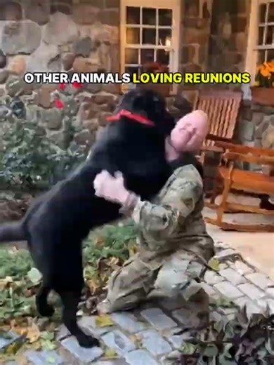Animals Crying Happy Tears After Reuniting#shorts
