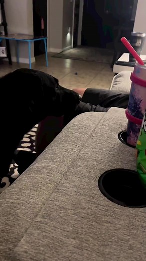 Y’all 😂😂😂😂 These sweet babies #BlackMouthCur #Labradoodle #morkie #TeacupMorkie #BlackLab #Poodle #dogsofinstagram #puppiesofinstagram | Mackenzie Fultz