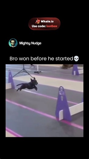 MIGHTY on Instagram: "Athletic and fast dogs are some of the most impressive animals on Earth, built for speed, power, and endurance. These breeds have evolved — or been carefully bred — to excel in demanding physical tasks such as hunting, sprinting, herding, and competitive sports. Their bodies are designed for performance: long limbs, powerful muscles, deep chests for better lung capacity, and flexible spines that allow rapid acceleration. When they run, it’s a display of natural engineering 