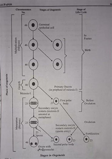 Stages of Oogenesis | Class 12 Biology | Human Reproduction |#diagram #shorts #biology