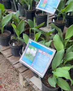 18 reactions · 3 comments | Beautiful Curcuma is back in stock!...