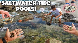 I caught exotic fish from tide pools!🐠