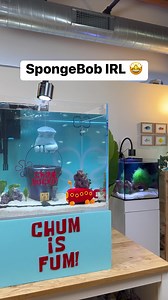 102K views · 1.8K reactions | SpongeBob IRL 朗 | Aquarium Info | Facebook
