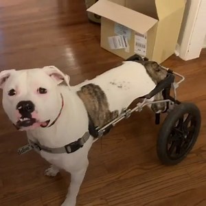 This disabled dog is loving life with her new wheels! 😍 | VT