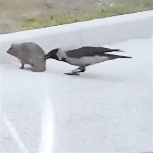 Crow helped hedgehog cross the street🐦‍⬛🦔 | Viral Stories