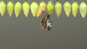 7.7K views · 267 reactions | What might you see in...