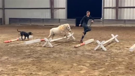 TopHorses | 💛Meet Stevie The Mini, our 30-inch superstar with a story bigger than any Grand Prix horse💛 This charming 10 yr old grey stallion was... | Instagram