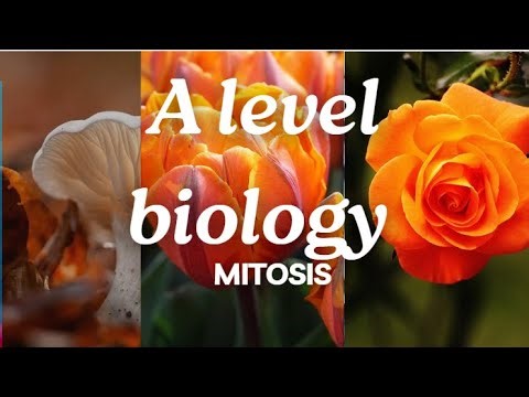 A Level Biology Edexcel A SNAB: Topic 3: Mitosis
