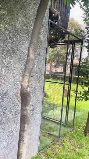 Exploring Adult Ravens and Crows in Nature Enclosures