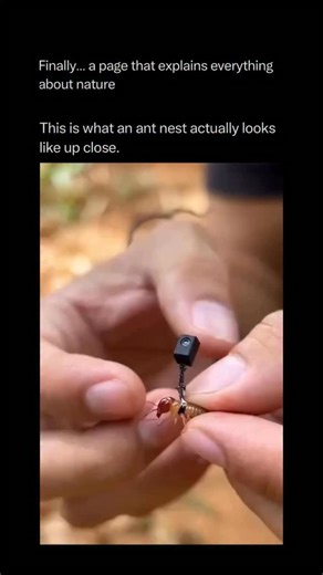 Nature Animals Plants Geography on Instagram: "Follow @explainingthewild for the best nature, animal, planet, and geography content When you look at the internal architecture of an ant nest, you are actually viewing a masterpiece of biological engineering called a “superorganism.” These nests are far more than just holes in the ground; they are sophisticated climate-controlled cities with specialized chambers for different tasks. Ants use their powerful mandibles to excavate soil, creating nurse