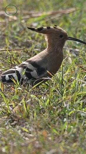 মোহনচুড়া #mohanchuda #khonegorachandkhonekala #lohogourangernamre #arijitsinghsongs