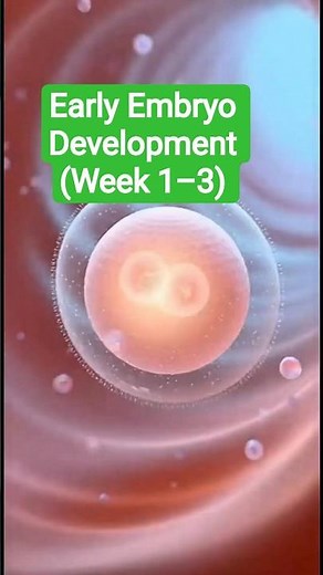 Early Embryo Development (Week 1–3) | Cell Division & Blastocyst Formation | meitex3d
