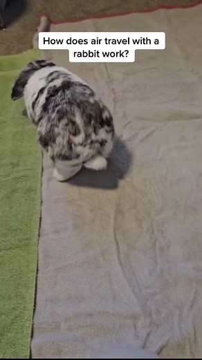 Would you believe me if I told you rabbits can fly? 🐇 Read our blog post to learn everything you need to know: https://www.petrelocation.com/blog/post/the-ultimate-guide-to-international-rabbit-transportation-everything-you-need-to-know #rabbit #pettravel #bunny | PetRelocation.com