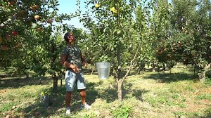 Farmers Picking Off Apples Or Pear From The Tree