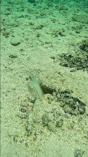 Jawfish