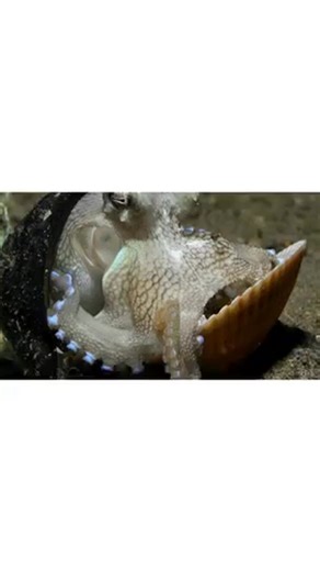 Octopus Engineers Unveiling Cephalopod Tool Use mp4 | Miranda Craig | Facebook