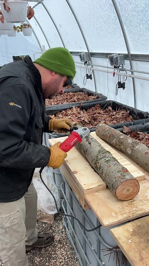 Mushroom Log Inoculation Process for Sustainable Agriculture