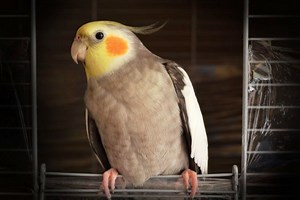 Cockatiel Signs of Old Age: How to Identify & Care For an Old Friend