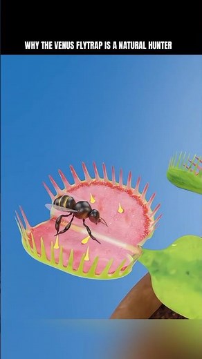 Venus Fly Trap Carnivorous Plant