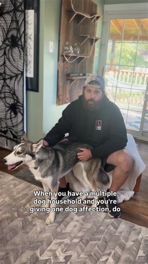 Have you ever noticed your dog bully another dog out of the way for your affection? Is it a huge deal, maybe not, but in certain cases it can be detrimental and turn into a huge problem. Our affection is a huge resource that dogs can compete for, and setting that boundary that they can’t bull each other out of the way is important. In this scenario, if you replace you replace your affection with a bone, food, or a toy it makes it really easy to understand how it could be a problem. Does this mea