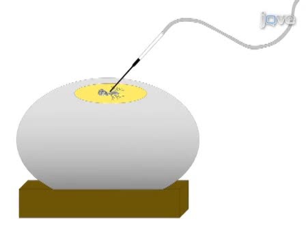 Single Cell Transfection in Chick Embryos