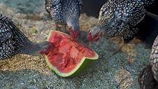 79 reactions · 27 shares | Chickens are Fun & Friendly companions that also provide fresh & healthy eggs 讀 Find out everything you need to know about keeping chickens for eggs with your Ultimate Eggs eBook  | Backyard Chicken Coops | Facebook