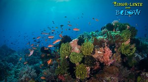 Episode 3 #timorlestefrombelow Is this the most biodiverse coral reef on Earth? A team of biodiversity boffins from Conservation International recently concluded that the reefs surrounding Atauro Island may be the richest of anywhere in the world. To put this theory to the test Bertie goes on a mission to photograph all the resident reef fish. Dive Rite Pinnacle Aquatics Nauticam Keldan Lights DAN Asia Pacific Atauro Dive Resort- Timor Leste Wetpixel ADEX - Asia Dive Expo Dive Magazine Scuba Div