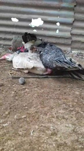 81K views · 624 reactions | Muscovy duck | Ternak Entok | Facebook