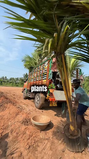journey___46 on Instagram: "Red sandal plants load😍 #réel"